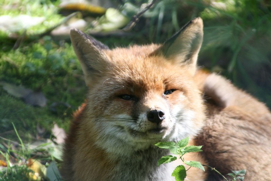 Nothing Ever Dies of Old Age in The Wild – Discover The Practice ...